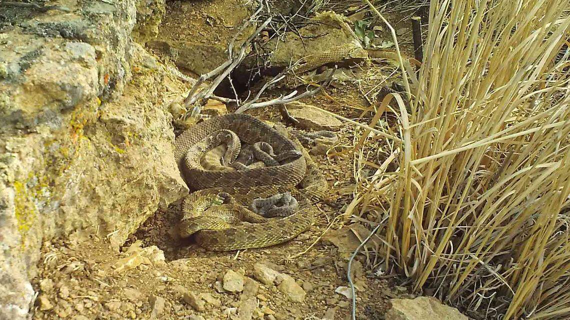 Cal Poly reptile expert launches rattlesnake research project | San ...