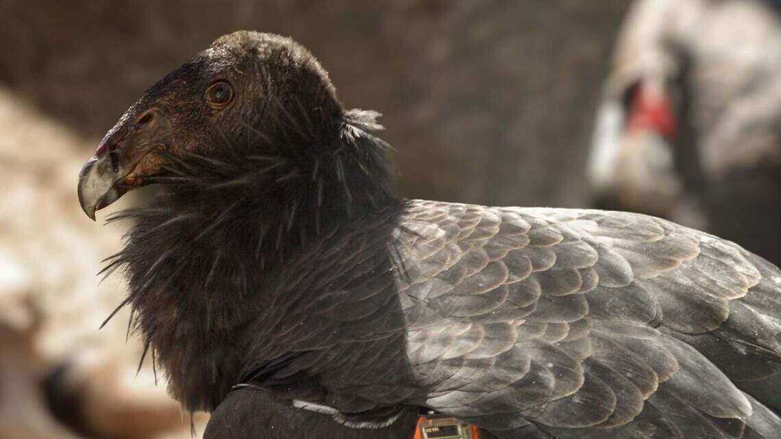 Lead poisoning killing California condors in Big Sur | San Luis Obispo ...