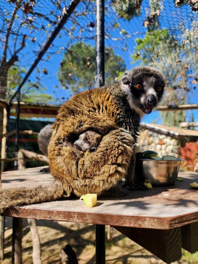 Atascadero: Baby mongoose lemur born at Charles Paddock Zoo | San Luis ...