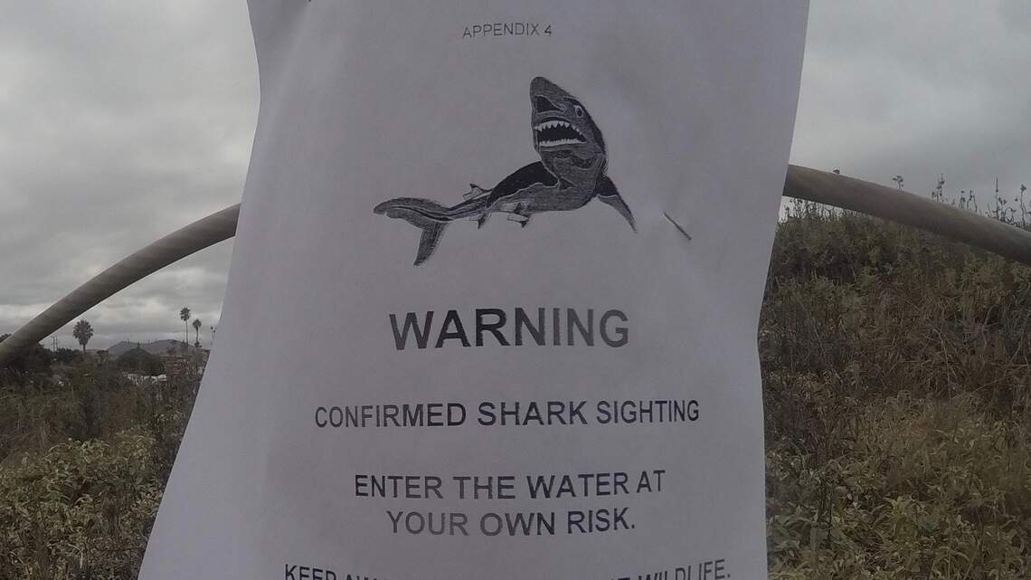 Great white shark sighting reported near Morro Bay, California | San ...
