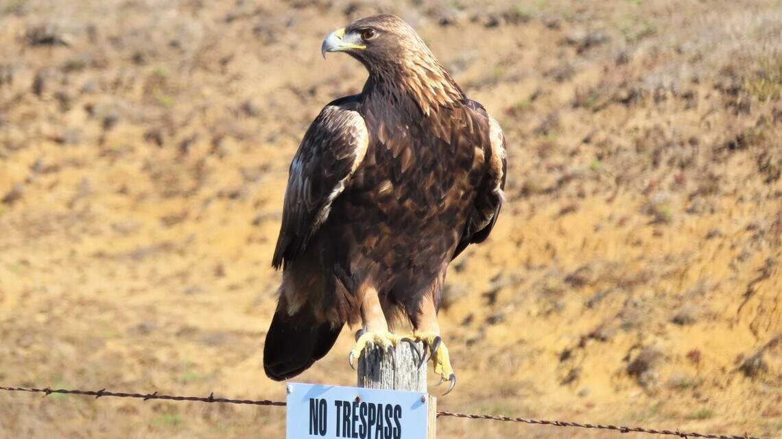 Will new Gavin Newsom California law kill golden eagles? | Sacramento Bee