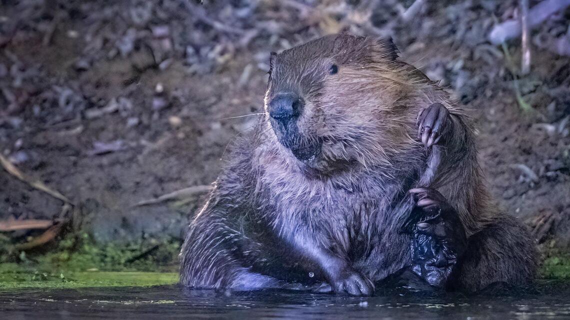 SLO CA Beaver Festival: How to attend, what to expect | San Luis Obispo ...