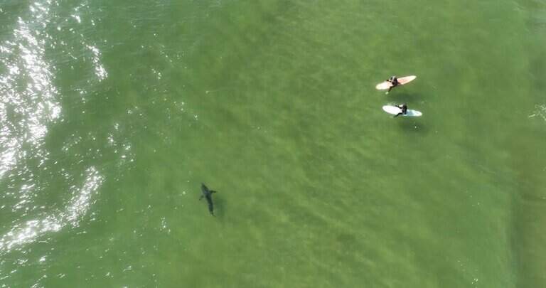 Video: Great white shark swims near surfers in Pismo Beach CA | San ...