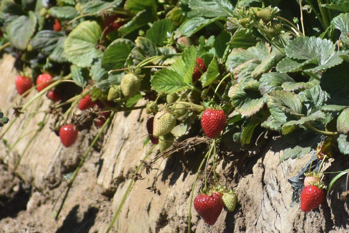 Strawberries in SLO County: Where to find fruit & farm stands | San ...