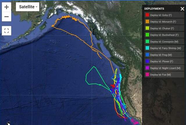 Central Coast elephant seal pup swam to Alaska in migration | San Luis ...