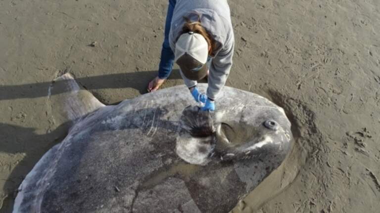 Rare sunfish from Australia found on Santa Barbara CA beach | San Luis ...