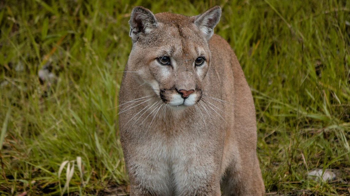 2 mountain lions die after being hit by cars in SLO CA | San Luis ...