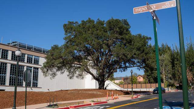 Can San Luis Obispo save the mighty SLO oak? | San Luis Obispo Tribune