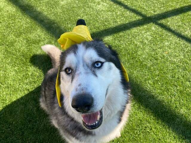 SLO County pet adoption: Husky dogs available now | San Luis Obispo Tribune