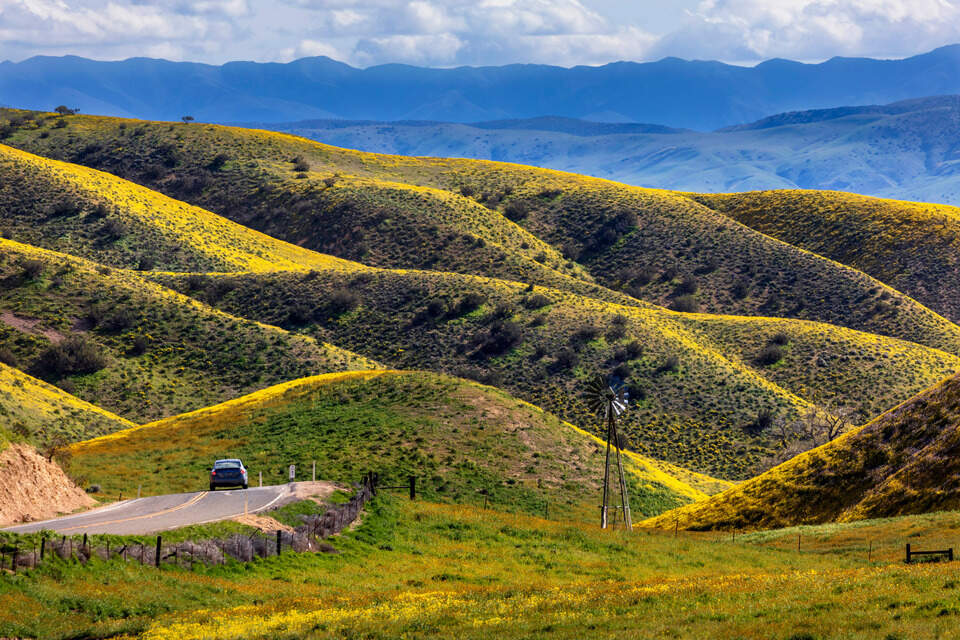 Carrizo Plain could see large wildflower bloom with enough rain | San ...