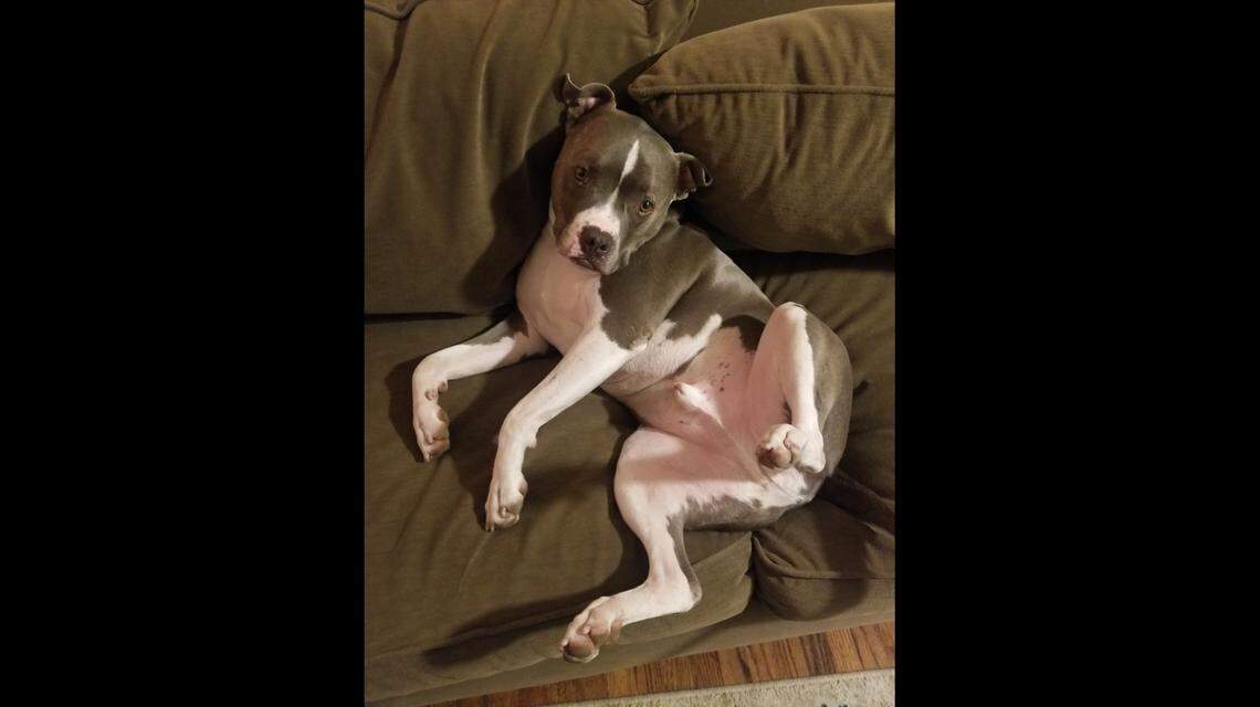 SLO CA reaches settlement after police officer shot dog | San Luis ...