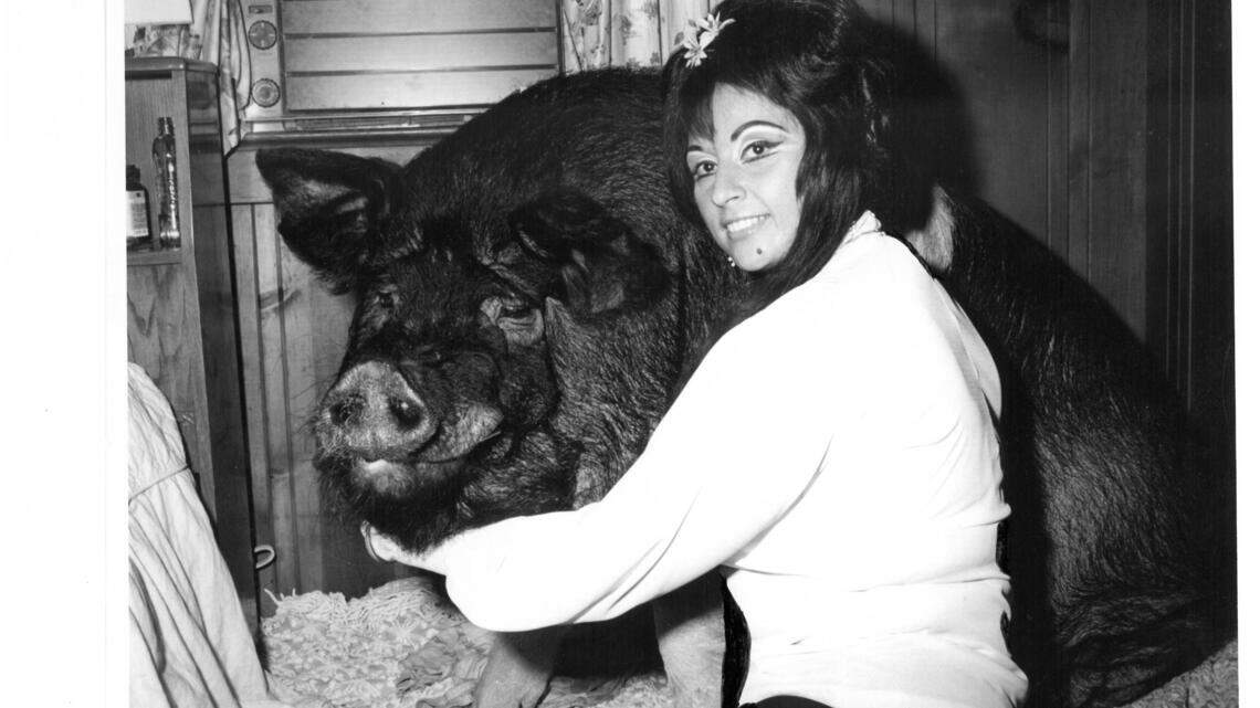 SLO teacher wrote book about kids’ letters to giant pig | San Luis ...