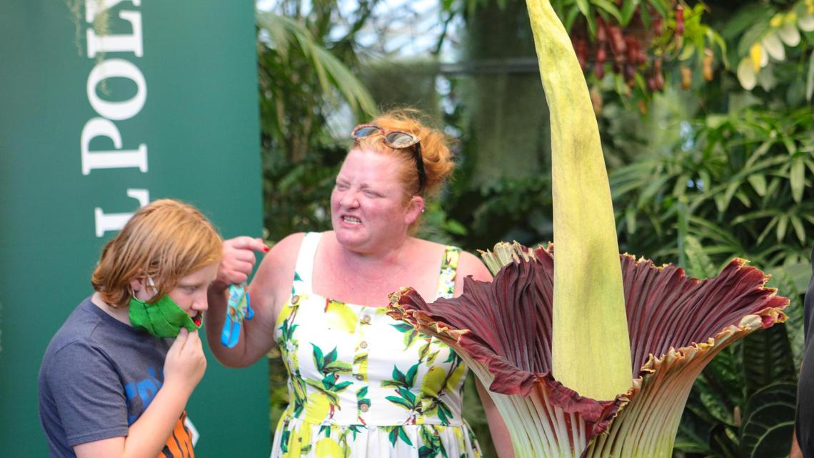 Video: Cal Poly SLO corpse flower plant blooms on campus | Sacramento Bee