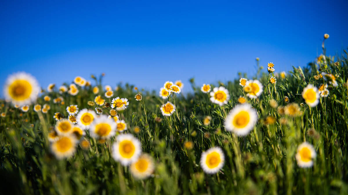 Spring in CA: When does more sunshine, warmer weather start ...