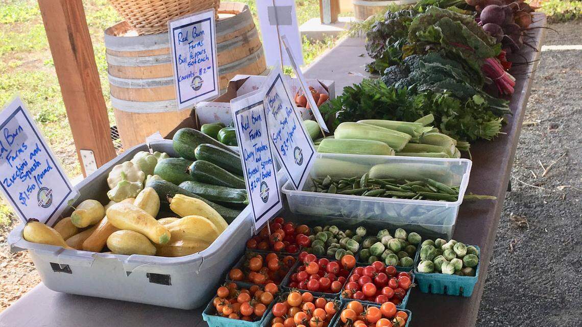 City Farm SLO opens applications for youth workshops | San Luis Obispo ...