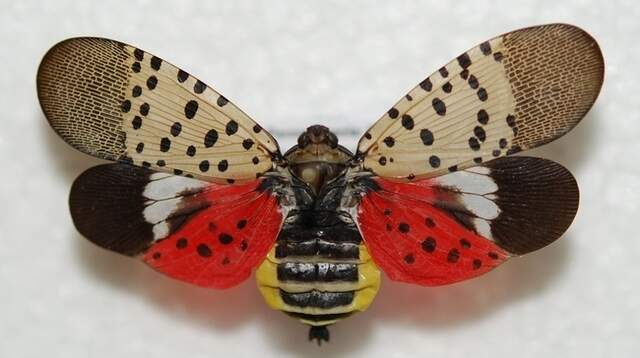 Newly discovered Asian fly poses threat to South Carolina | The State
