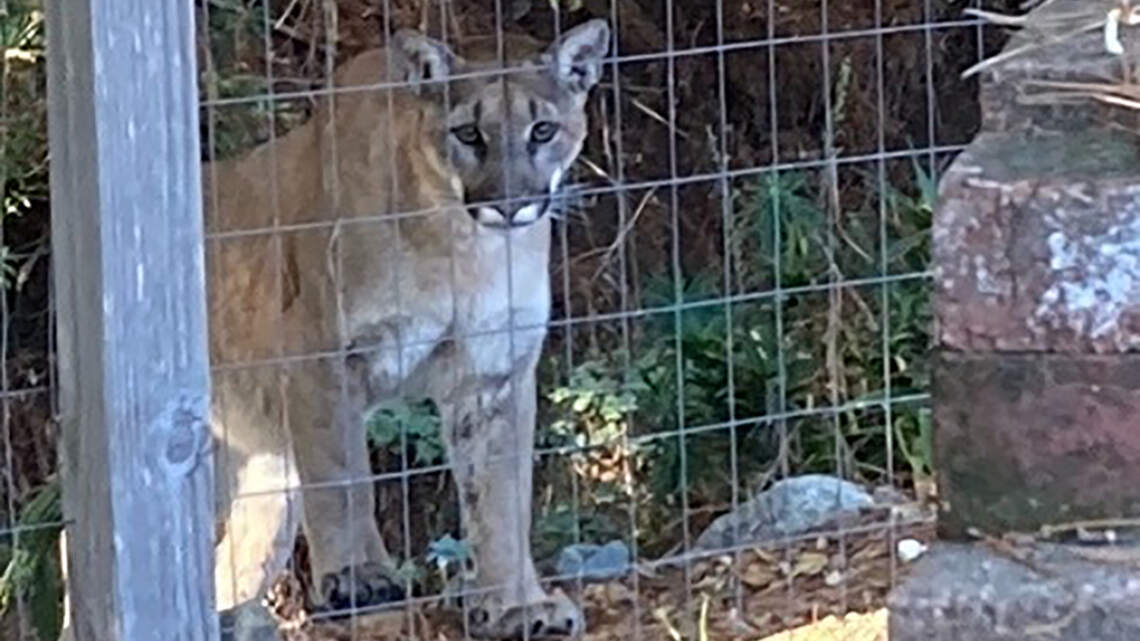SLO: Mountain lion seen near Laguna Lake mobile home park | Modesto Bee
