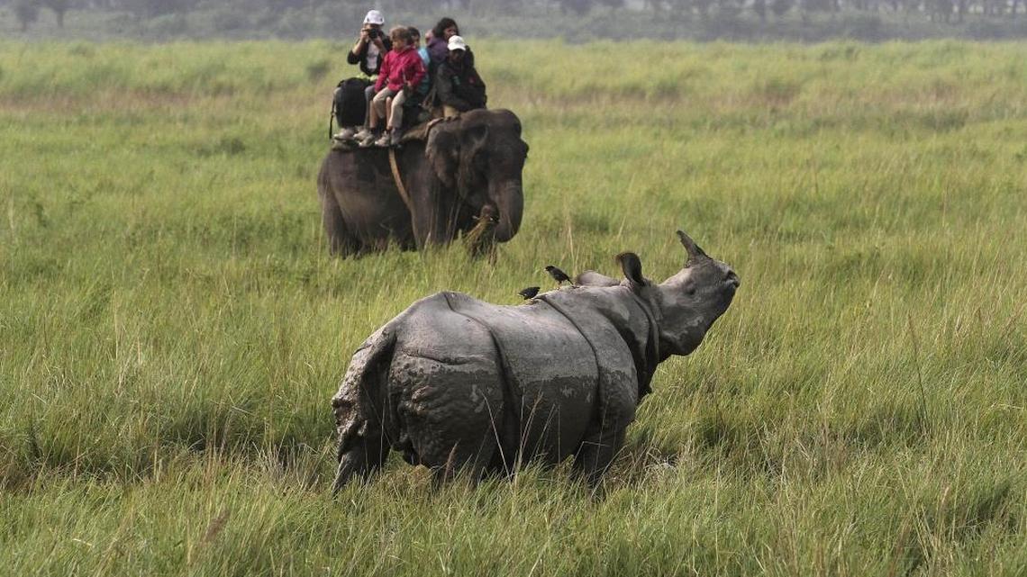 Poaching continues to damage the world’s exotic animal population | San ...